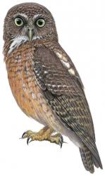 Laberinto en extinción: Ninox de Cebu (Ninox rumseyi)