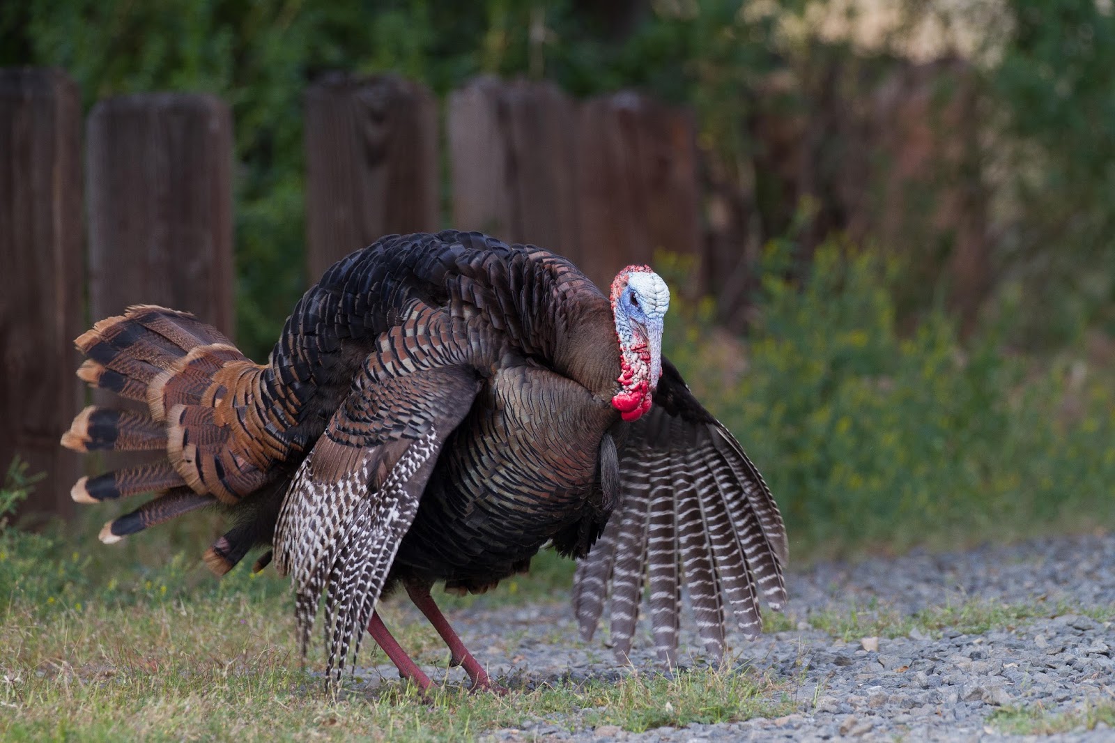 Philly Bird Nerd : May 2016