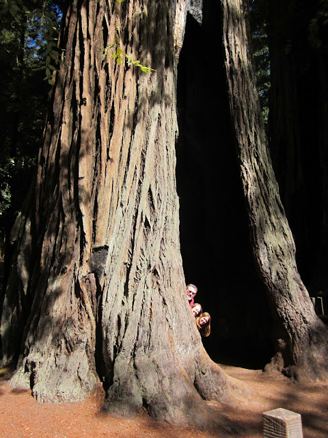 Santa Cruz Mountains Trails: Big Basin Redwoods State Park hike to Mt ...