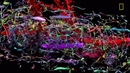 Não Questione: VARREDURA DO CÉREBRO EM 3D MOSTRA AS CONEXÕES ENTRE OS ...