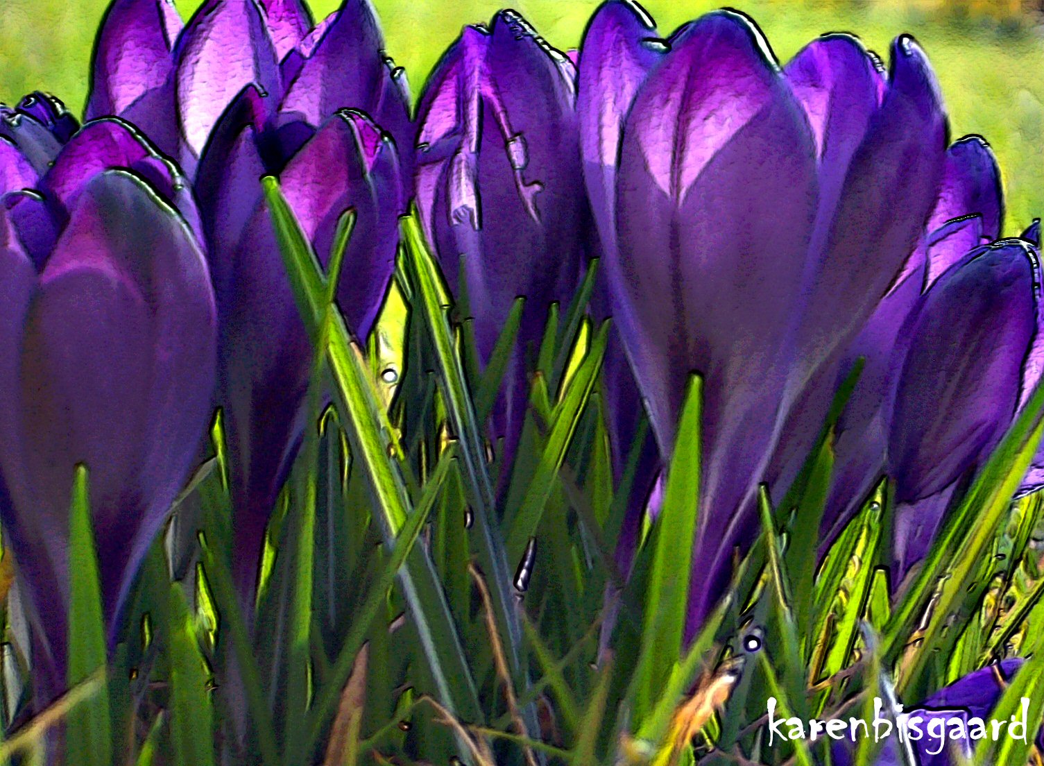 Karen`s Nature Photography: Blooming Purple Crocus.