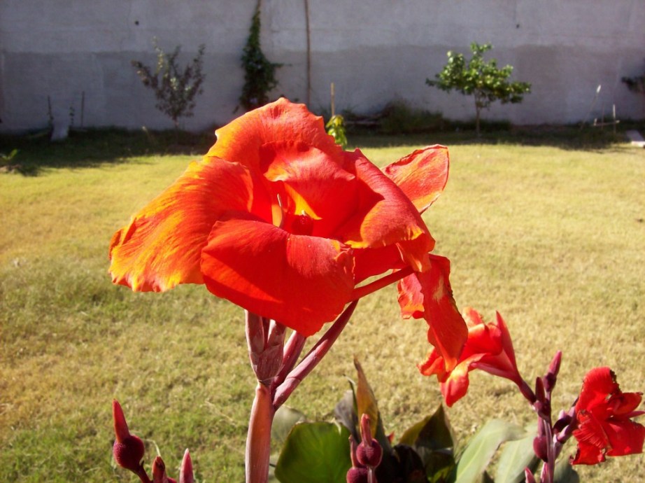 Imágenes de flores y plantas: Achira