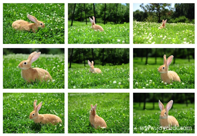 RABBIT KEEPING: What you need to know to get started! | Farm Girl ...