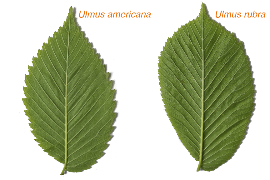 Flora Urbana: Ulmus rubra