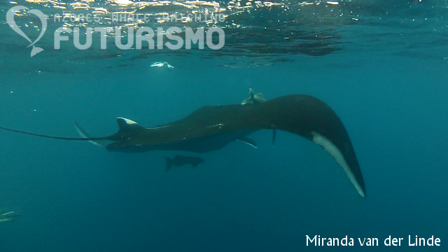 Diving with a manta and devil ray and dolphin watching in the Azores ...
