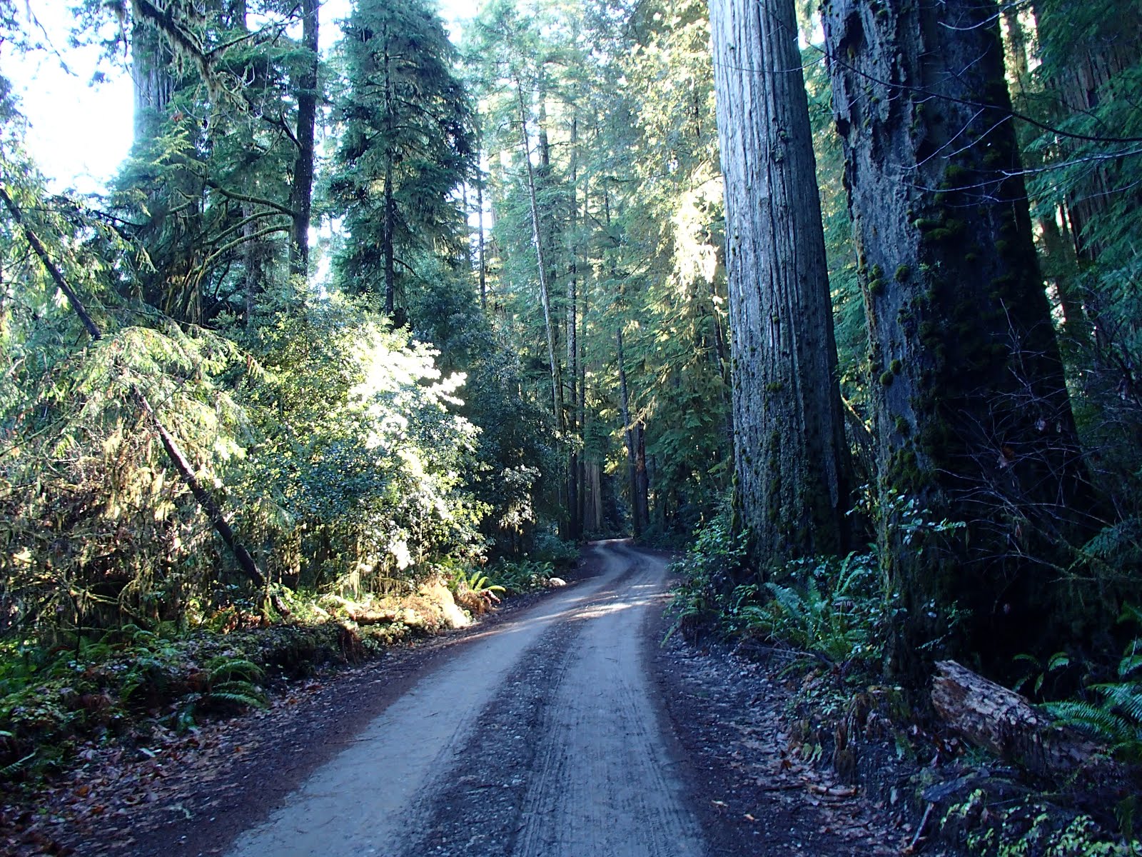 NorCal Dog Trails: Redwood National and State Parks with a dog