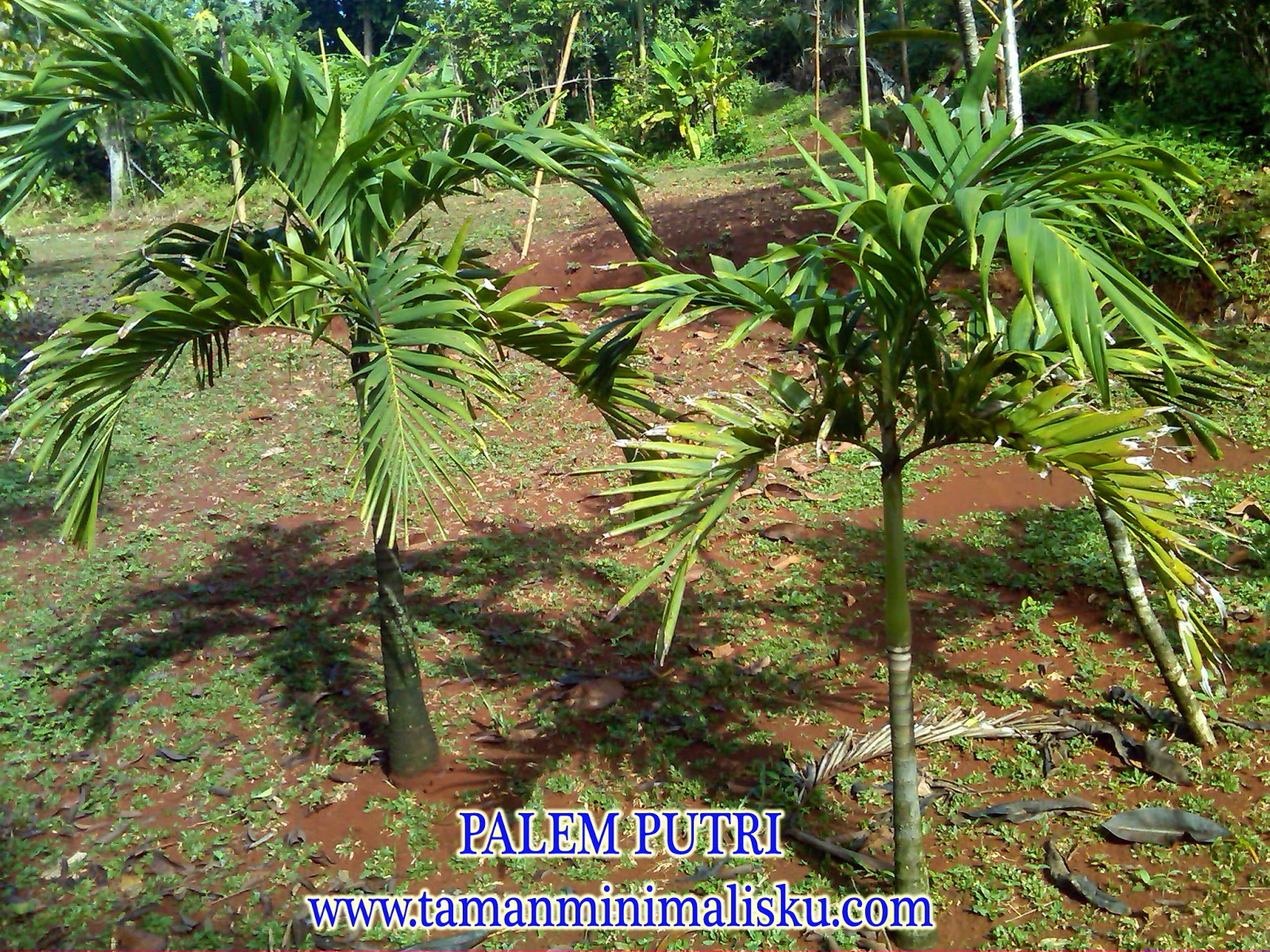 Macam macam jenis pohon palem | JUAL TANAMAN HIAS MURAH | TUKANG TAMAN ...