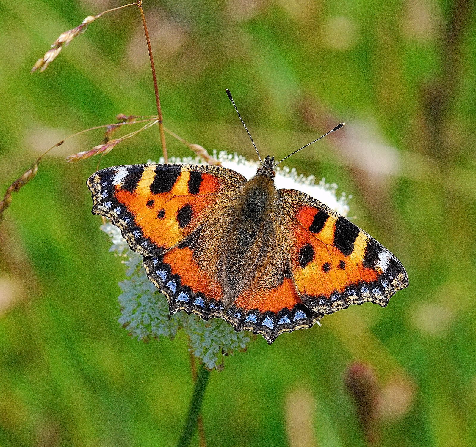 Butterfly Islands: Small Tortoiseshell,my first one of the year.