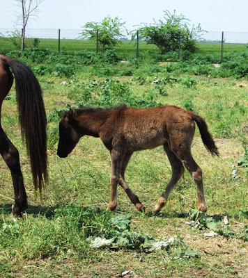 Calatorii si Fotografii: Salvati caii salbatici din Padurea Letea ...