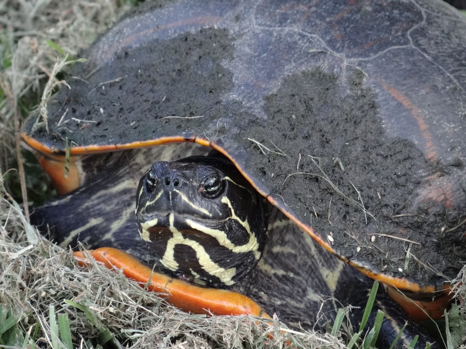 Feathers And Beaks: Eastern Painted Turtle?