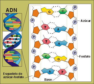 ACIDO NUCLEICOS ~ Biología General