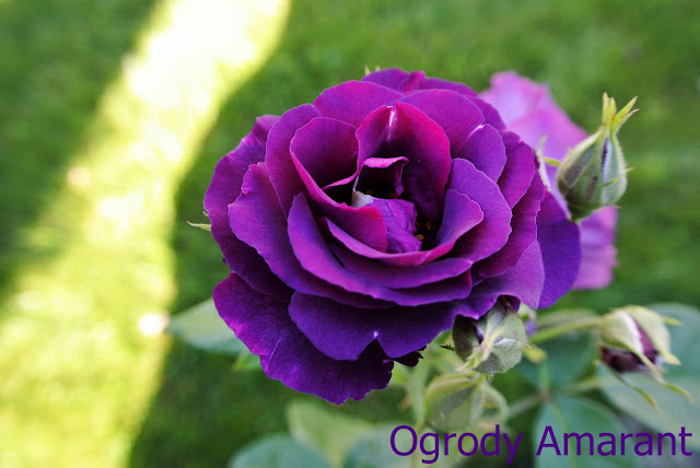 Ogrody Amarant: Róża "Rhapsody In Blue". Rosa