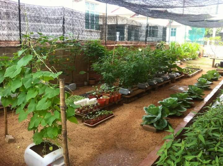 The chronologies of my life, not yours!: Kebun Mini / Kebun Sayur