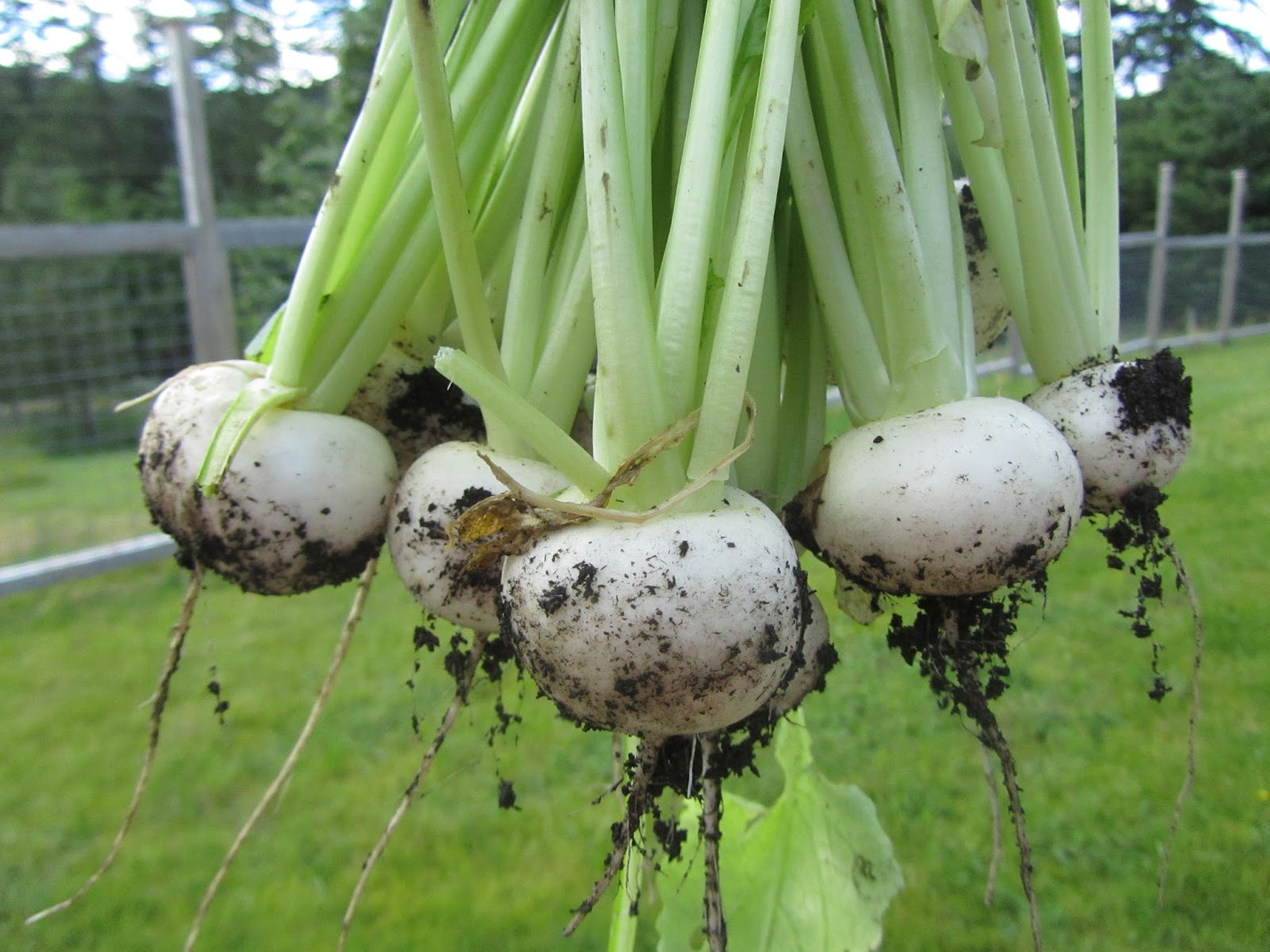 Four Hills of Squash: Turnip Harvest