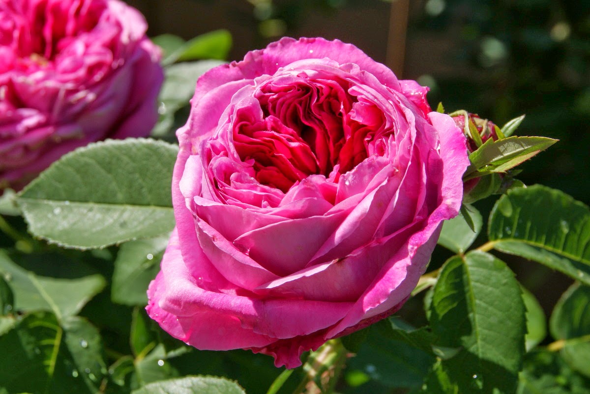 Organic Garden Dreams: March Roses