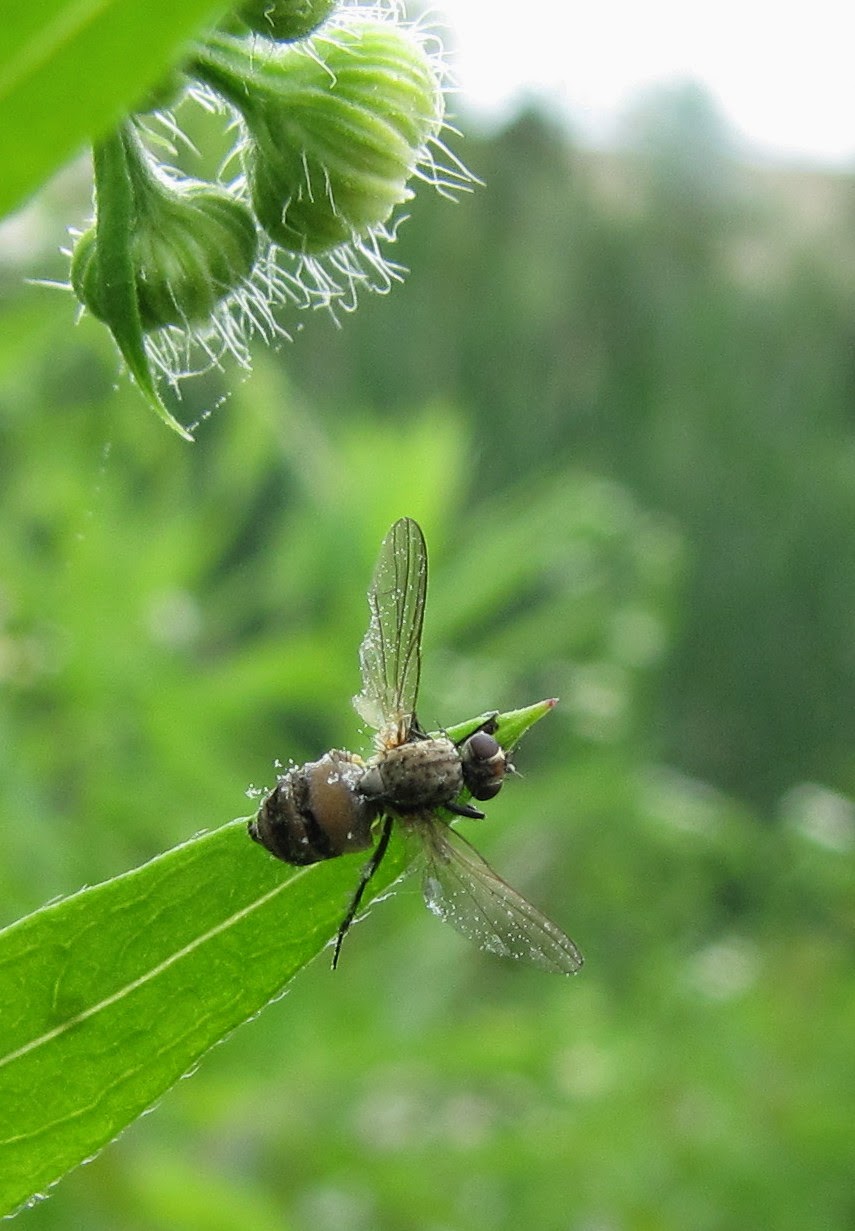 Bug Eric: Insidious Insect Fungi
