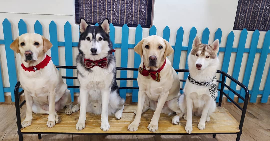 Sapna Madan: Puppychino - Delhi's first dog cafe