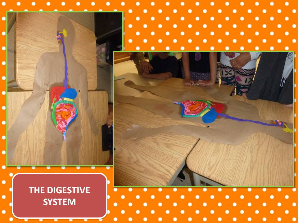 Ms Rashid: Science Human Body Systems Projects