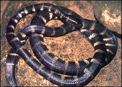 Hydrophis semperi - Alchetron, The Free Social Encyclopedia