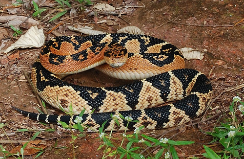 BIOLOGIA E HERPETOLOGIA Amor à vida e aos Répteis!: Surucucu ou ...