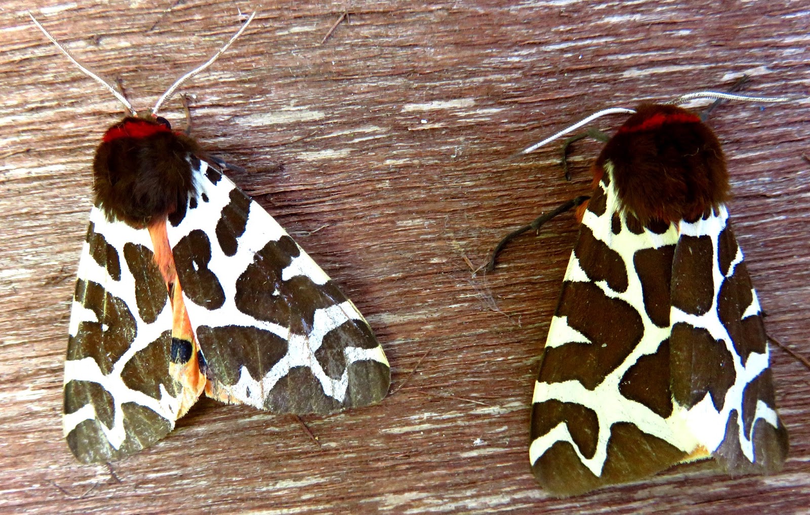 MERSEA WILDLIFE: SUMMER MOTHS