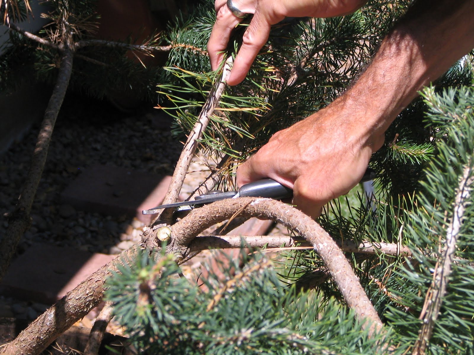 The Poodle Tree Experiment: Big Day - the Tree gets its first trim