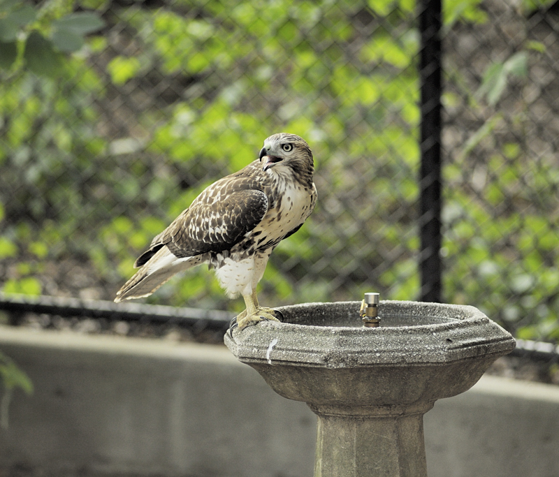 Red Tailed Hawk in New York City | Davids Camera Craft
