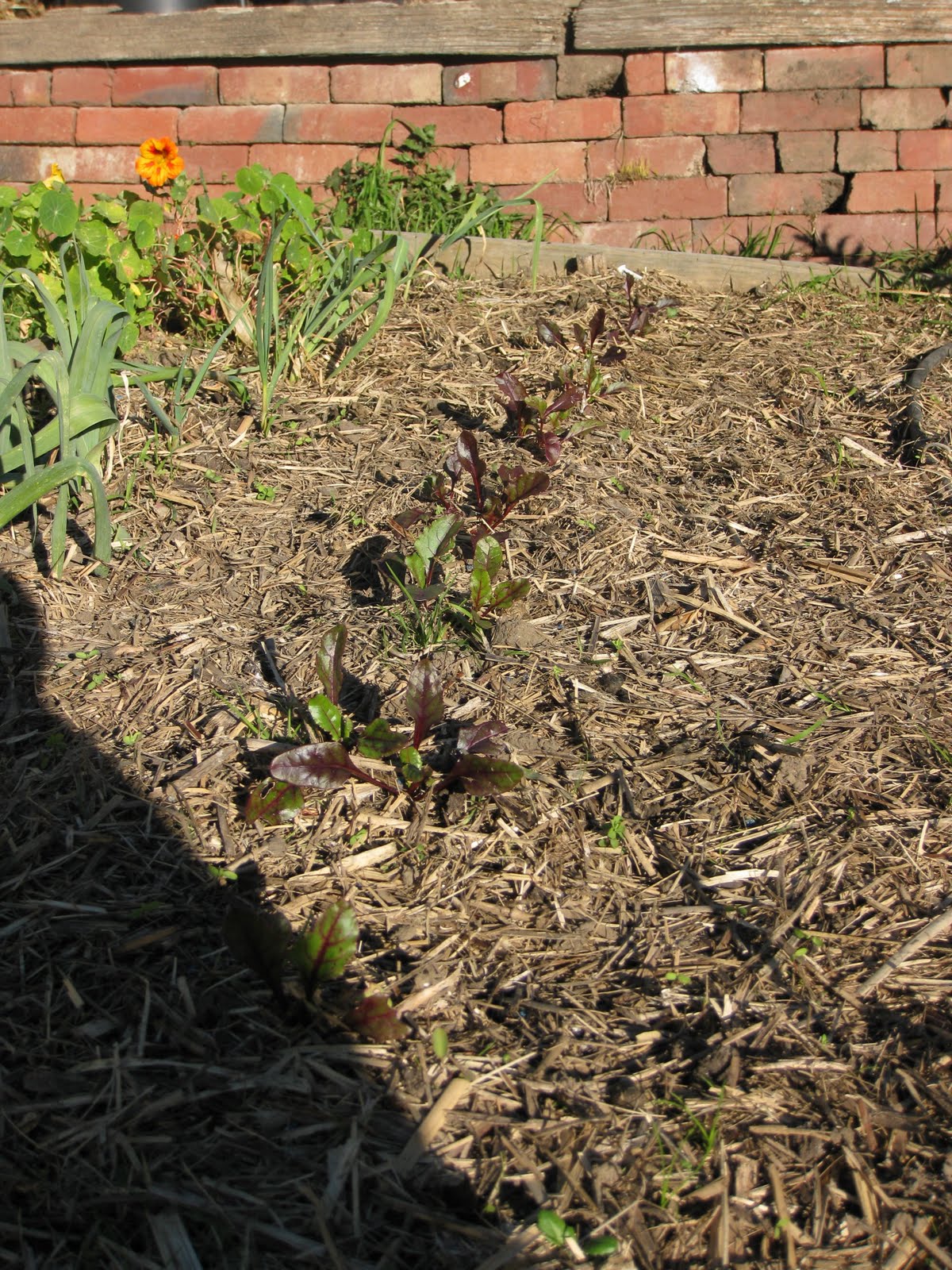 Polystyrene Garden Junkie