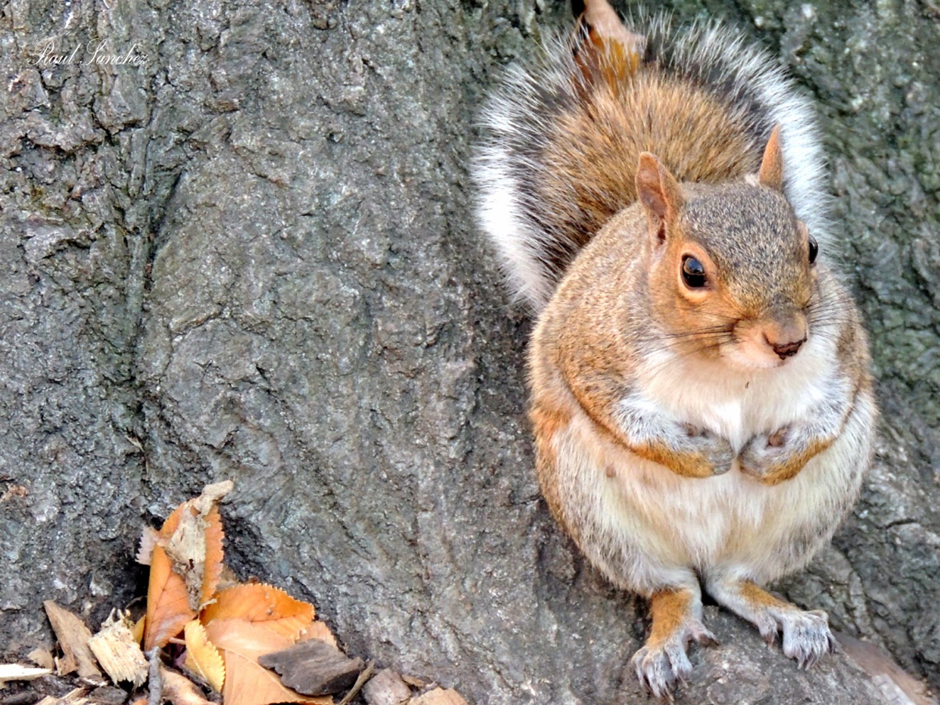 Naturaleza Viva : La ardilla común (Sciurus vulgaris )
