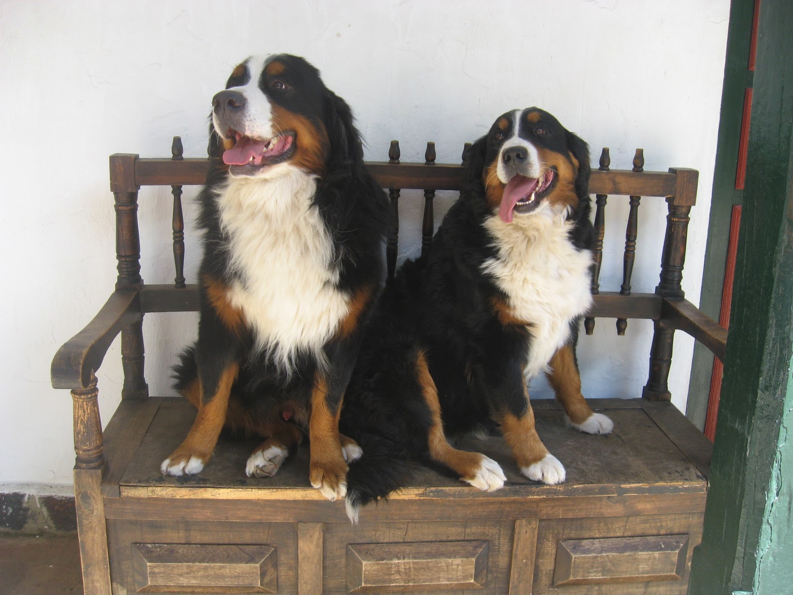 PERROS PASTOR BERNES: STANDARD