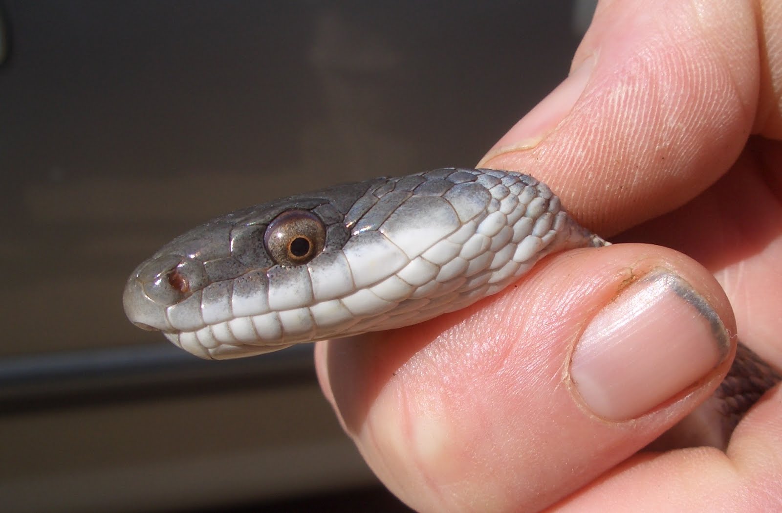 Big Bend - Texas Nature: Texas Rat Snake
