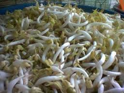 Cara Membuat Toge atau Kecambah dengan mudah - INFO PERTANIAN