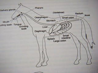 Horse Life and Love: Horse Anatomy - Digestive System!
