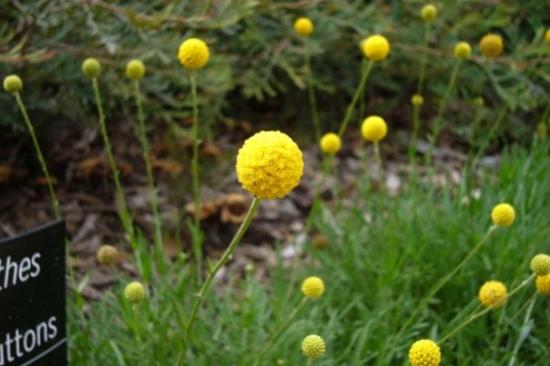 Beauty Of Flowers: Billy buttons