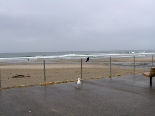 Great Bird Watching at the Beach! | Blog