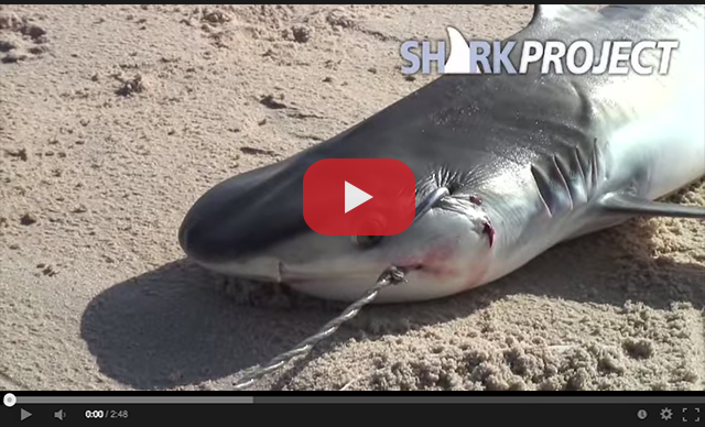 Sub Sea Systems - Our World: Myth busters #1 — Sharks & Stingrays