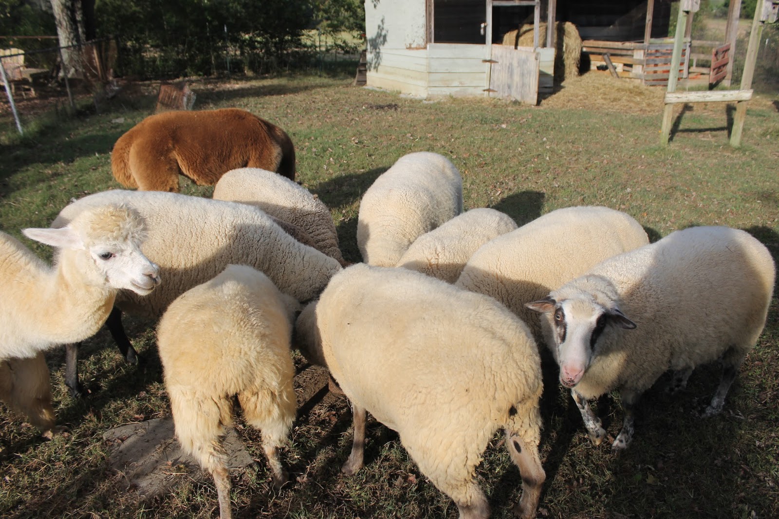Outback Farm: Circle of sheep.
