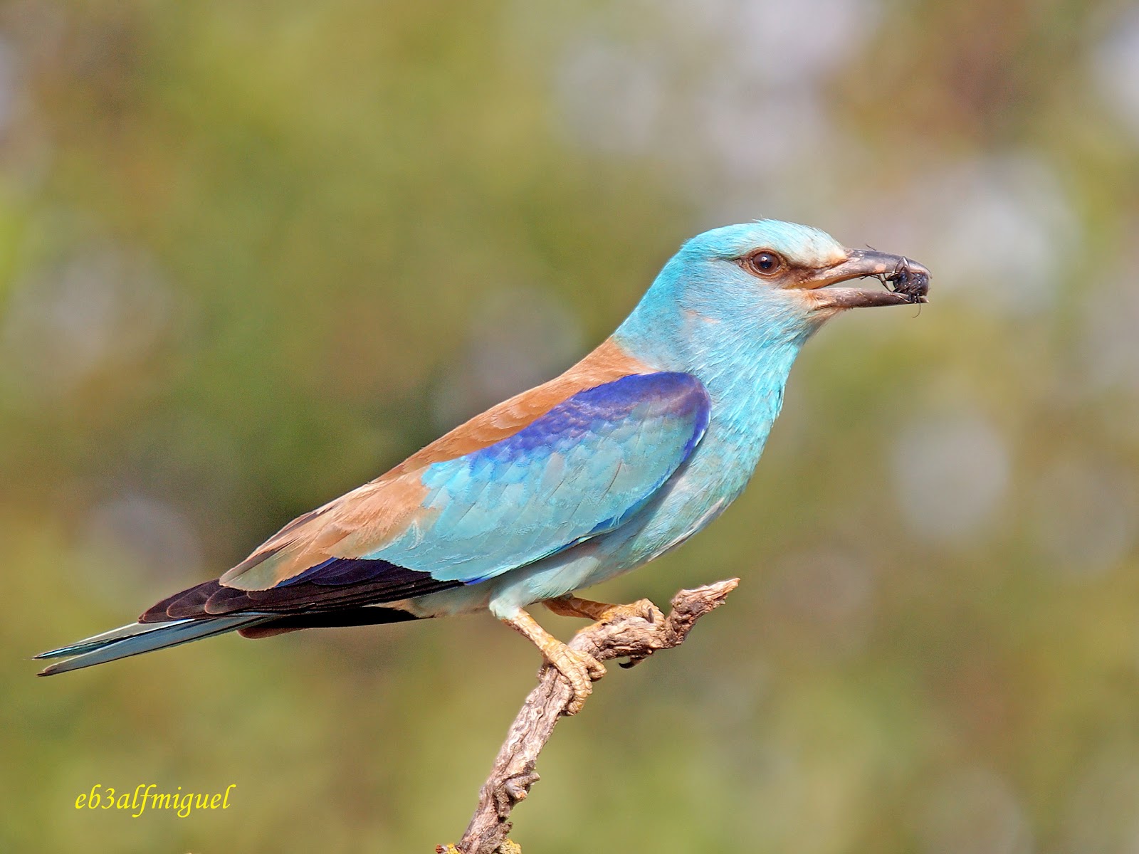MIS AMIGAS LAS AVES: Carraca europea (Coracias garrulus)