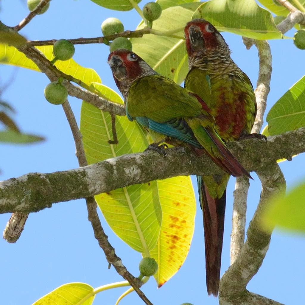 Western Azuero, a report by Bill Adsett