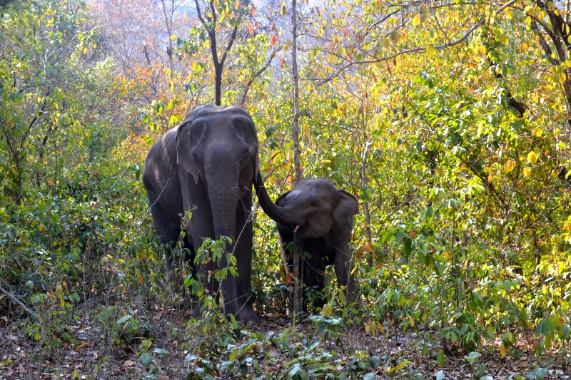 Lands of knowledge: JHARKHAND "THE LAND OF FOREST"