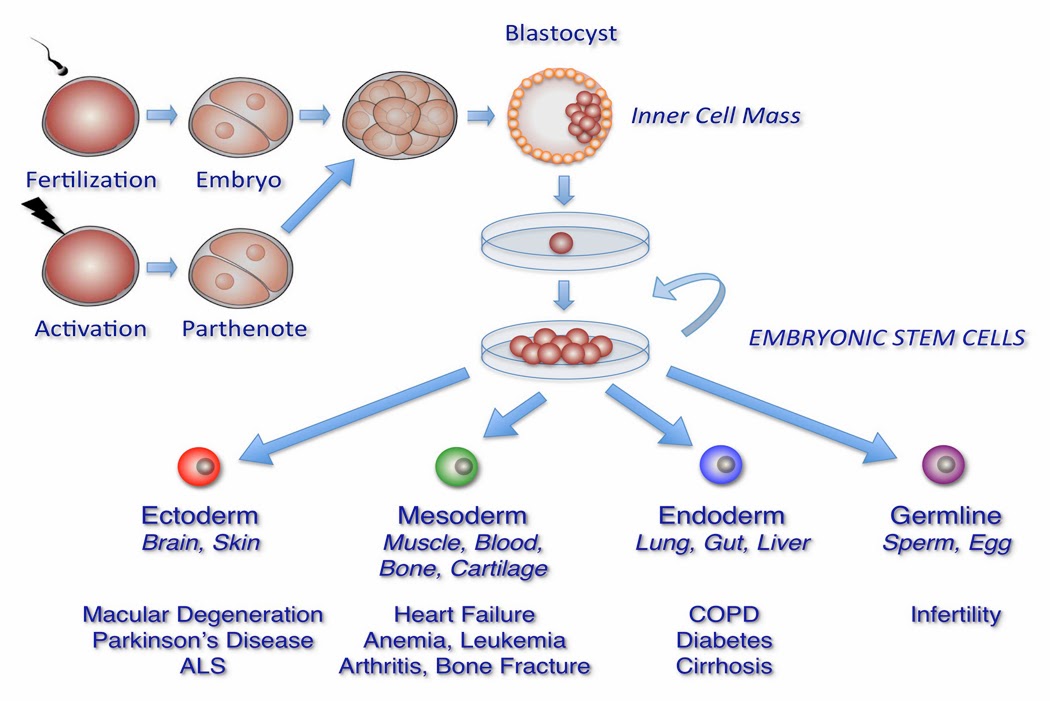 Terapi Stem Cell Solusi KESEHATAN Anda: Terapi Sel Induk / Stem Cell ...