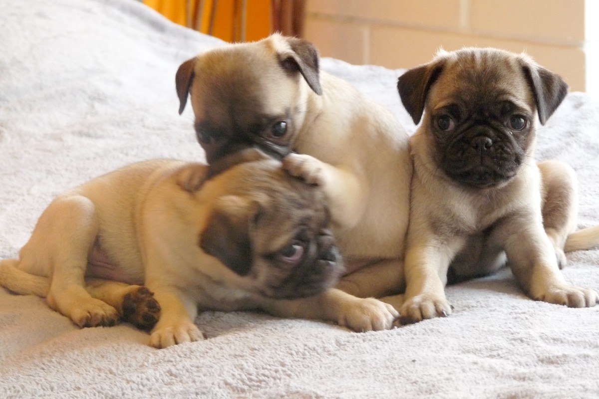 Pug Carlino Cachorros HD Wallpapers-Pics 2013 ~ All About HD Wallpapers