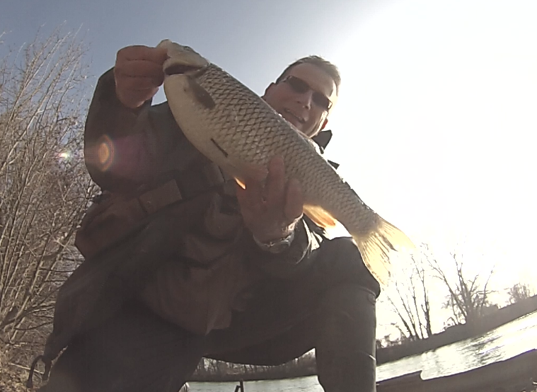 La teigne, appât roi pour les "chubs"
