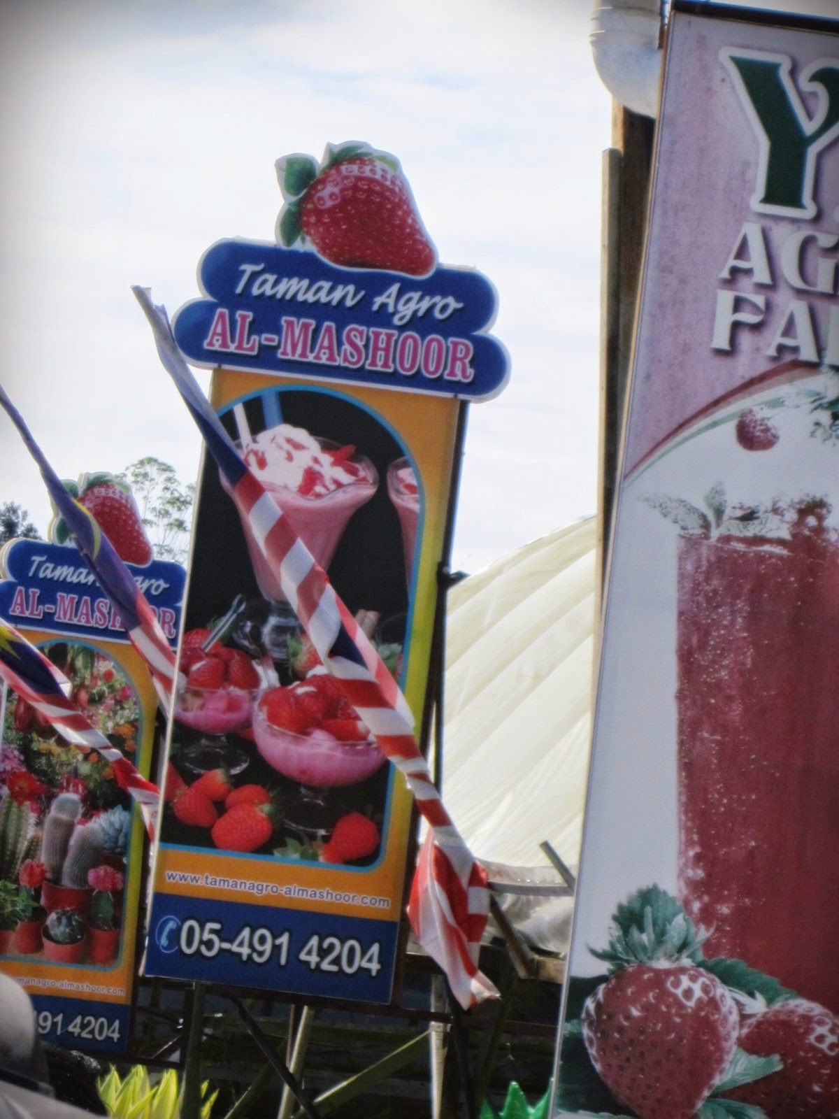 Kiera Sakura: Cameron Highlands - Jem Strawberi Sedap