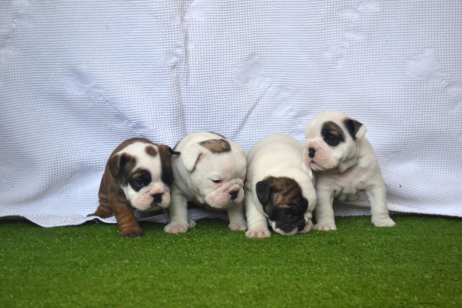 Criadero Ninabulls. Bulldog Inglés en Almagro, CABA.