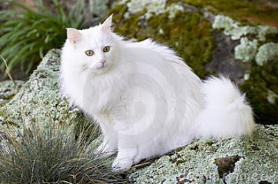 meonginfo: Kucing Anggora dan Photo-Photo Kucing Anggora