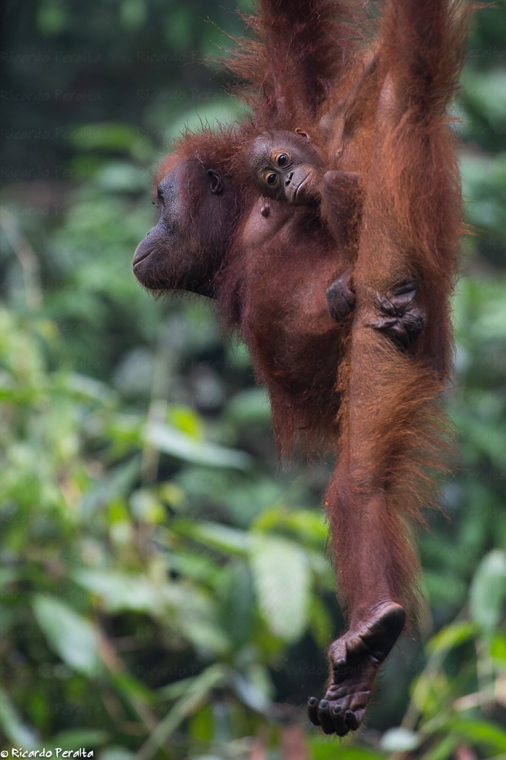 Ricardo Peralta. Fotógrafo de Naturaleza: Orangután de Borneo (Pongo ...
