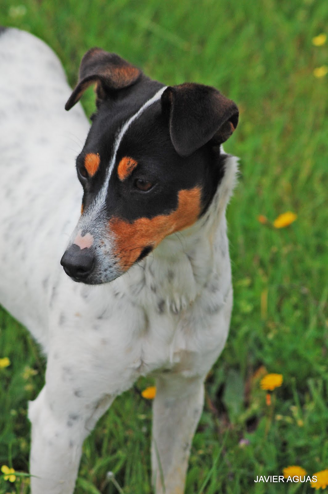 Lagartijo: BODEGUERO ANDALUZ.