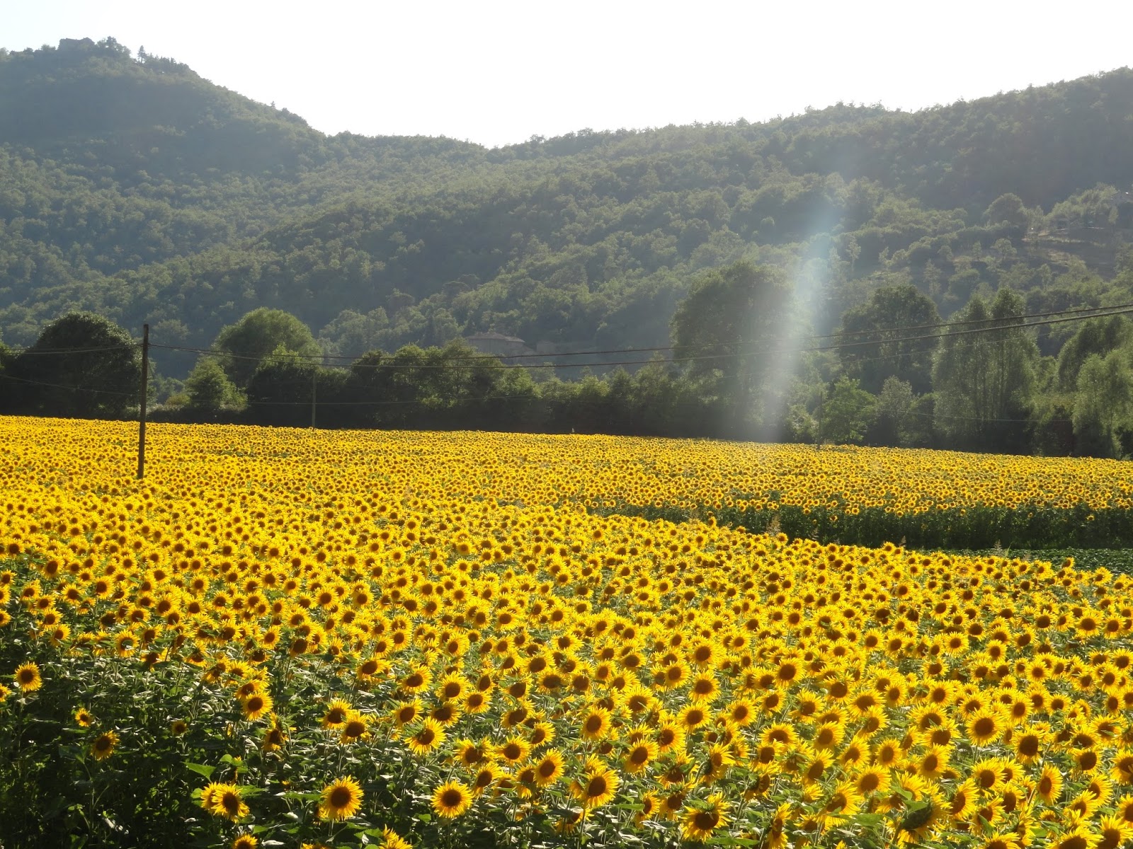 Writing with Amy Keesling: 2016