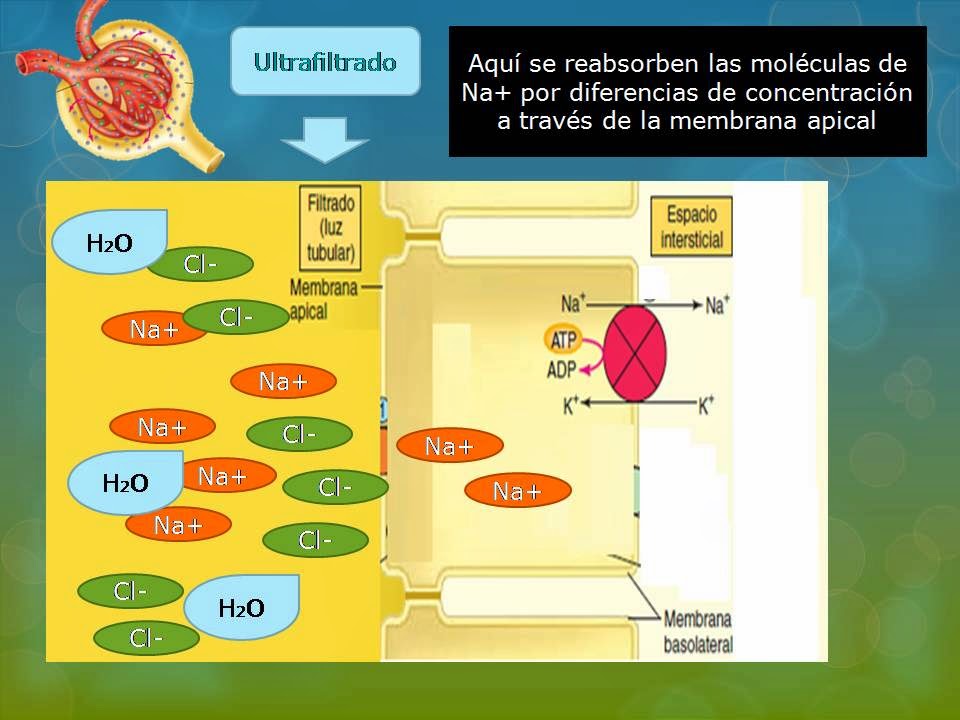 TÚBULO CONTORNEADO PROXIMAL